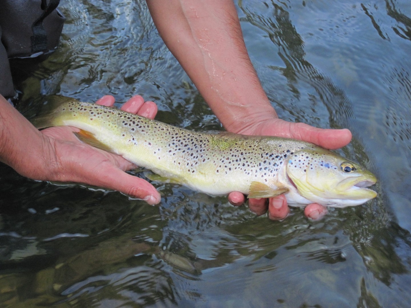 Pêche à la mouche en nymphe dans les Pyrénées - Moniteur-guide de pêche ...