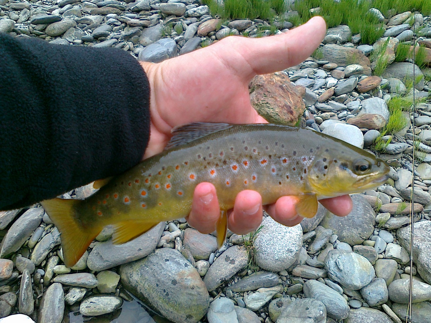 Truite fario pêchée à la mouche sur L'Adour - Moniteur-guide de pêche à ...