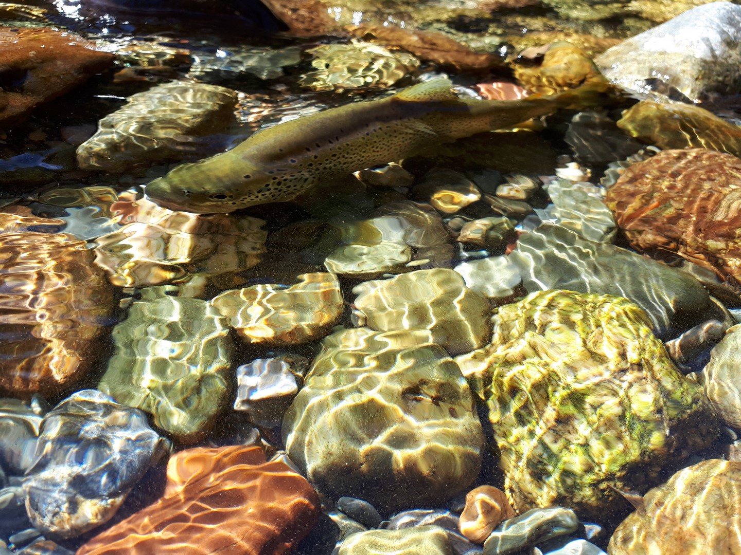 Guide peche mouche - Moniteur-guide de pêche à la mouche dans les ...